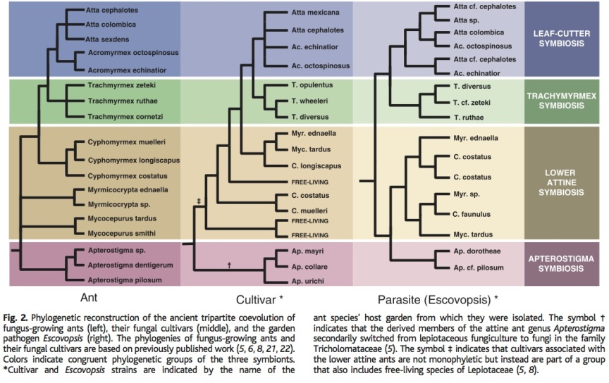 The Tangled Science of Leaf Cutter Ant Symbiosis